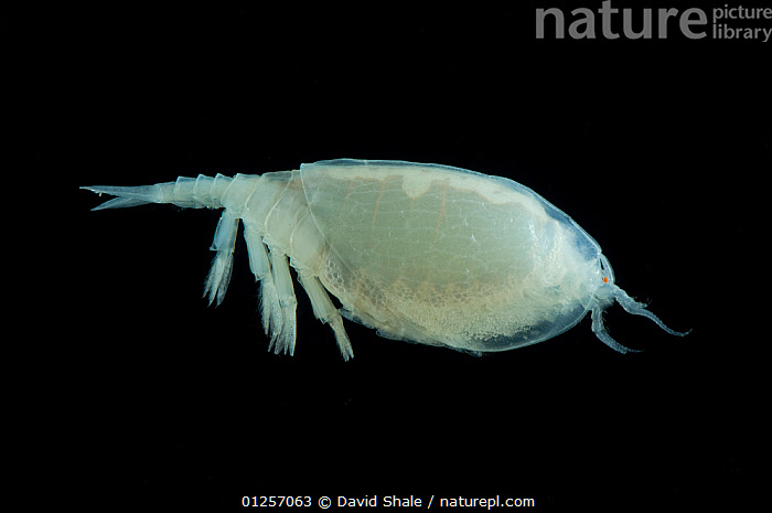 Stock photo of Malacostraca Phyllocarida {Nebaliopsis sp} Mid-Atlantic ...
