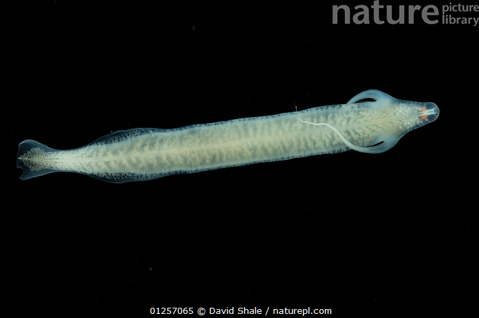 Stock photo of Pelagic nemertean worm {Nemertea} Mid-Atlantic Ridge ...