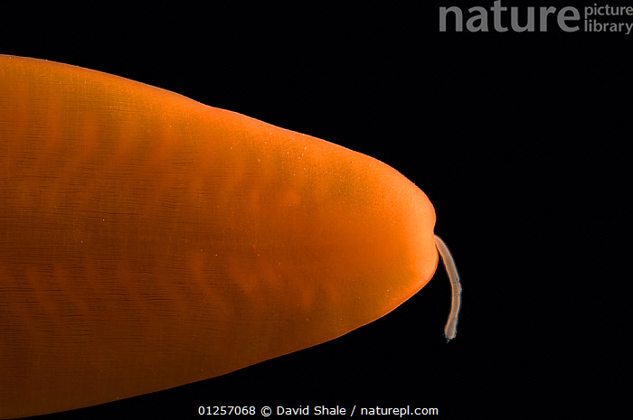 Stock photo of Nemertean worm {Nemertea} Mid-Atlantic Ridge, North ...