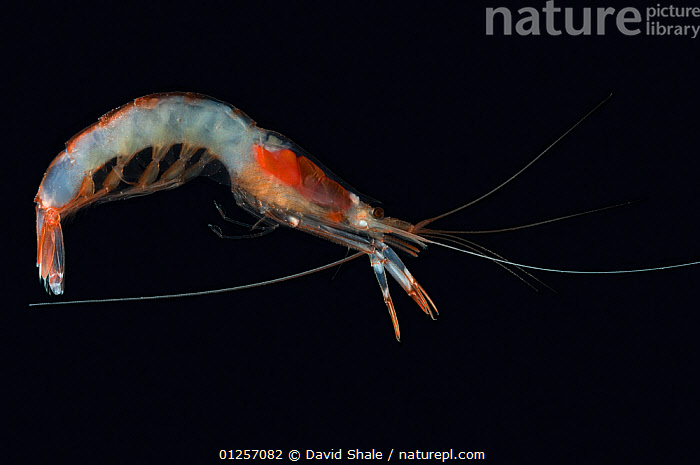 Stock photo of Decapod (Pasiphaea sp) Mid-Atlantic Ridge, North ...