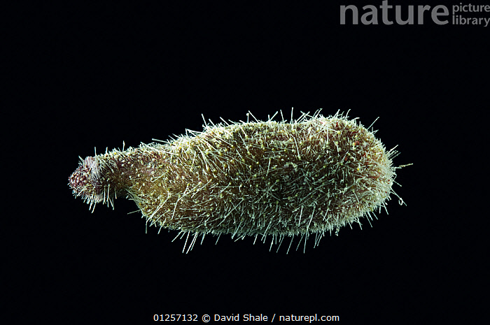 Stock photo of Irregular Sea Urchin {Echinoidea}, Mid-Atlantic Ridge ...