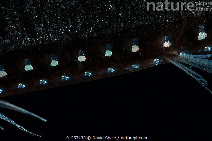 Stock photo of Ventral photophores of Midwater Bristlemouth fish ...
