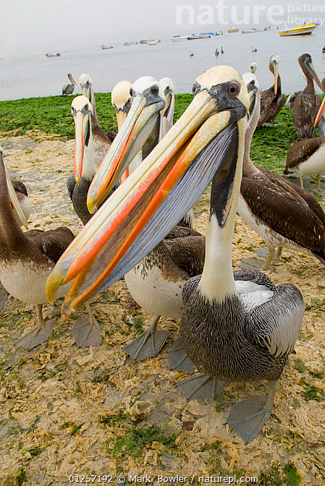 Stock photo of Peruvian pelican (Pelecanus thagus) Peru. Available for ...