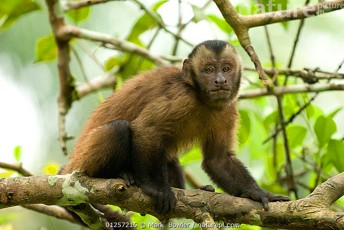 Stock photo of Large headed capuchin (Sapajus macrocephalus) on branch ...