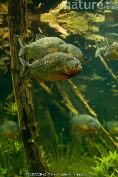 Red Bellied Piranha Habitat