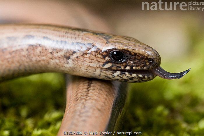 Tongue Worm Shocking Video Reveals Squirming Worms Invaded Man's
