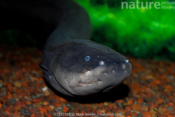 Stock photo of Electric eel (Electrophorus electricus), Peru. Available ...