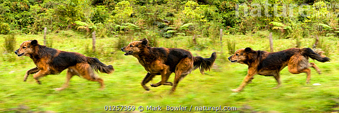 Stock photo of Dog running sequence, digital composite. Available for ...