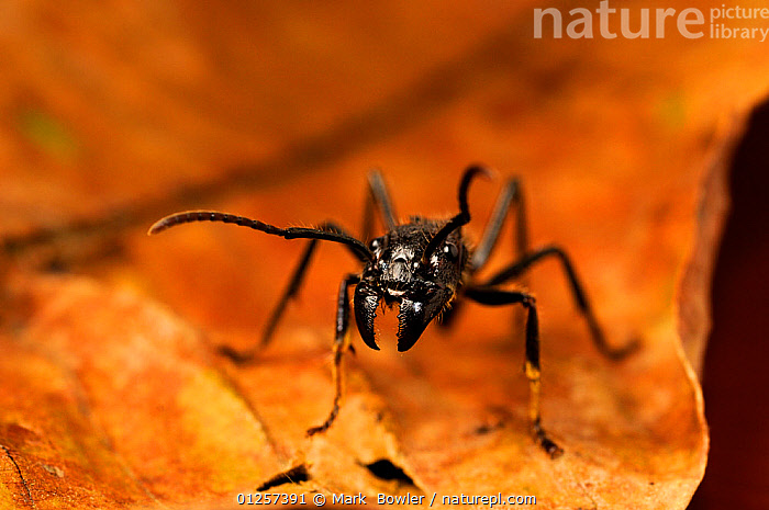 Stock photo of Isula / Bullet ant (Paraponera clavata) on leaf, Peru ...