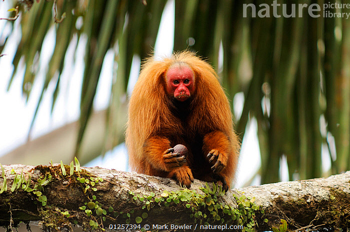Stock photo of Peruvian red uakari monkey (Cacajao calvus ucayalii ...