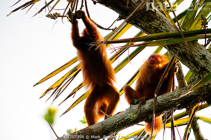 Stock photo of Peruvian red uakari monkey (Cacajao calvus ucayalii ...