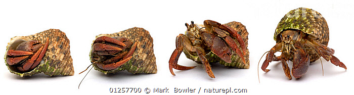 Stock photo of Purple pincher / Purple claw land hermit crab {Coenobita ...