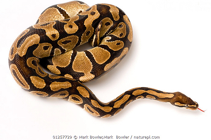 Stock photo of Ball / Royal python (Python regius) coiled, moving away ...