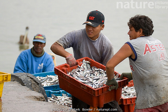 Stock photo of Peruvian artesanal fisherman with catch of Peruvian ...