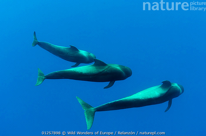 Stock photo of Three Shortfin pilot whales (Globicephala macrorhynchus ...