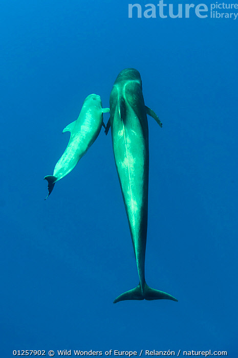 Stock photo of Shortfin pilot whale (Globicephala macrorhynchus) with ...