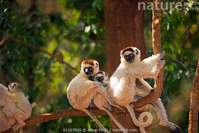 Stock photo of Verreaux's sifaka (Propithecus verreauxi) group sitting ...