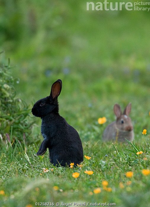 Stock photo of European rabbits {Oryctolagus cuniculus} young black ...
