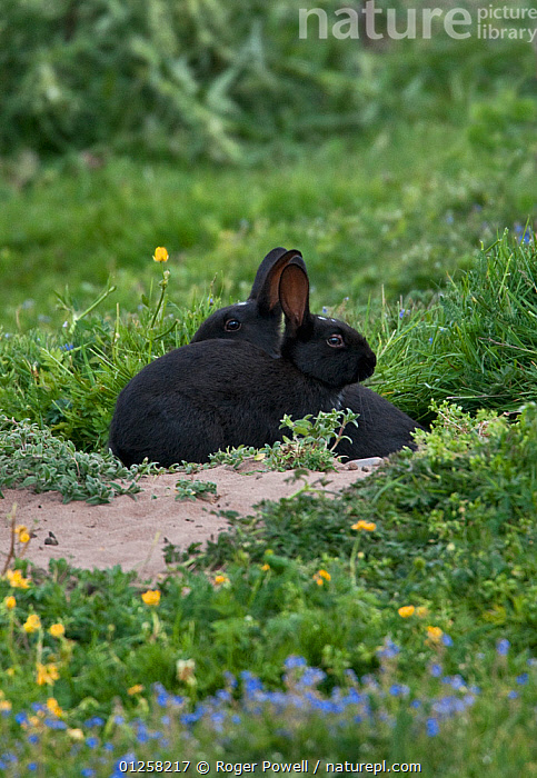 Stock photo of European rabbits {Oryctolagus cuniculus} two young black ...