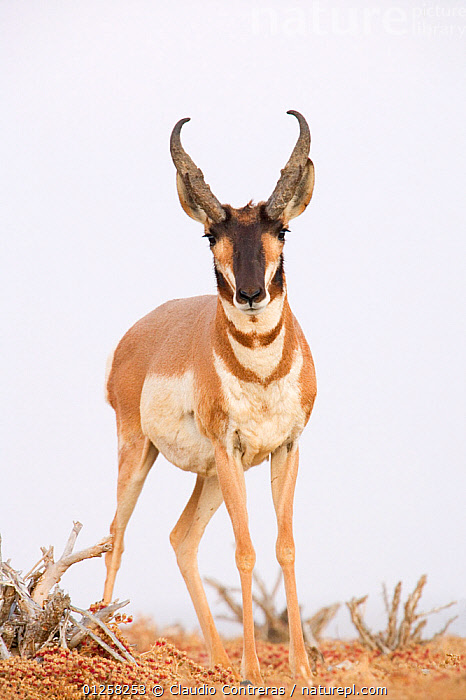 Stock photo of Peninsular pronghorn antelope (Antilocapra americana ...