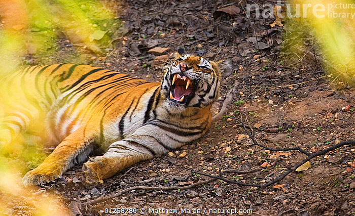 Tiger Lying Down During Free Stock Photo Of Tiger Laying Down With