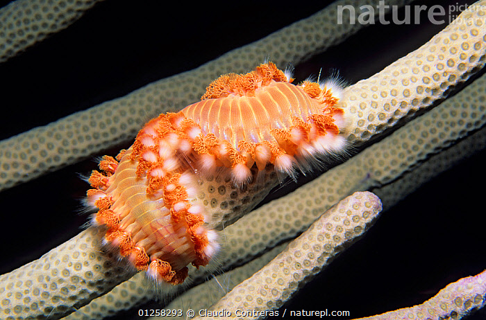 Stock photo of Bearded fire worm (Hermodice carunculata) with white ...