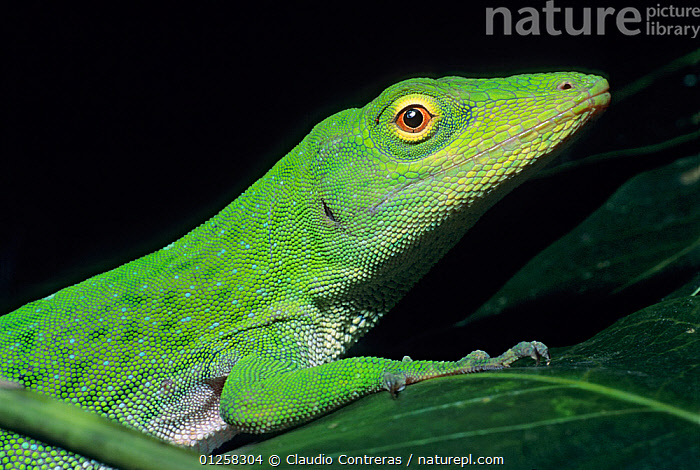 Stock photo of Neotropical green anole (Norops biporcatus) portrait ...