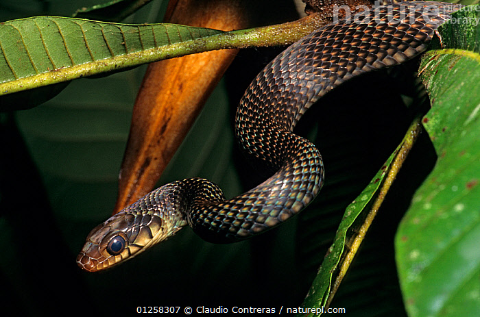 Stock photo of Speckled racer (Drymobius margaritiferus) portrait ...