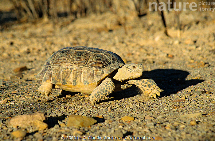 Stock photo of Bolson tortoise (Gopherus flavomarginatus) walking ...