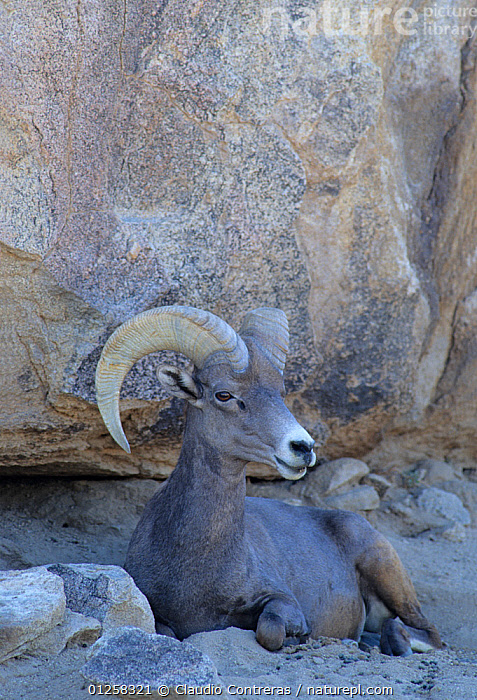 Stock photo of Bighorn sheep (Ovis canadensis) captive, Sonora, Mexico ...