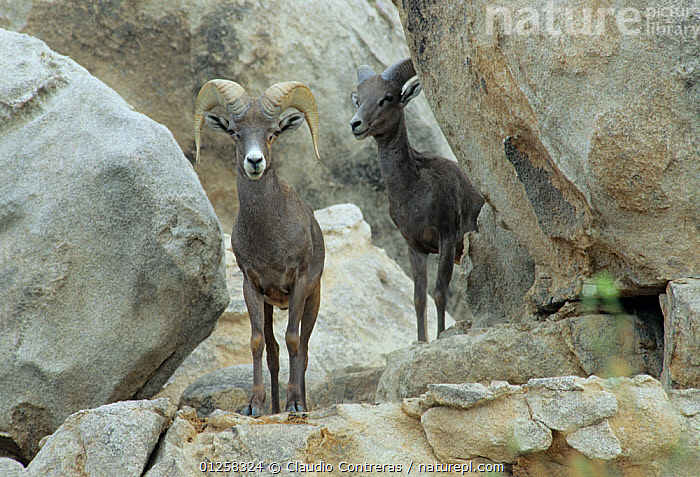 Stock photo of Two Bighorn sheep (Ovis canadensis) on rocks, captive ...