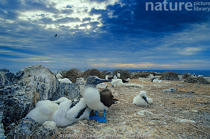 Stock photo of Blue footed booby (Sula nebouxii) colony, Sea of Cortez ...