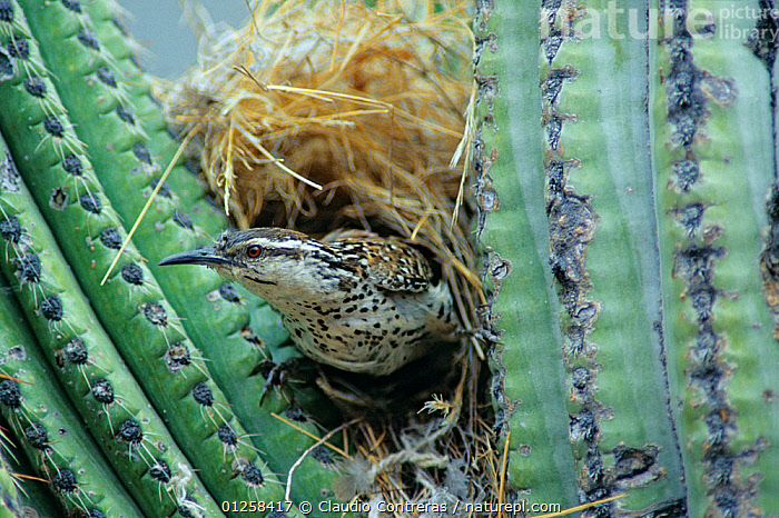 Stock photo of Boucard's wren (Campylorhynchus jocosus) at nest in ...