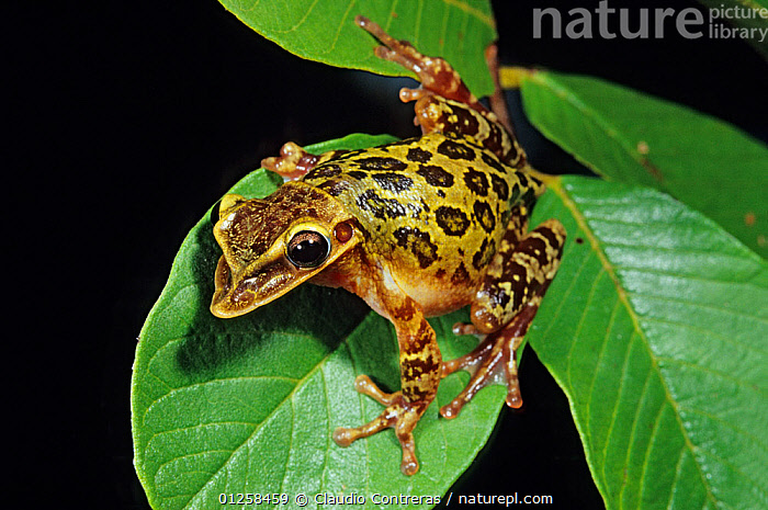Stock photo of Yucatan casquehead treefrog (Triprion petasatus) on leaf ...