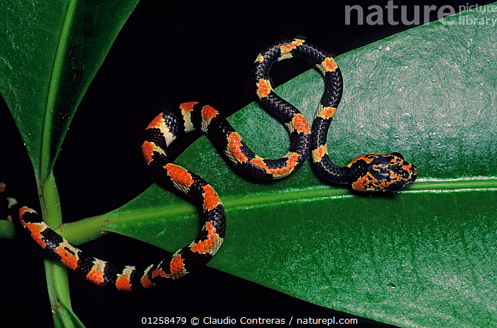 Stock photo of Slender snail sucker snake (Sibon dimidiata) on ...