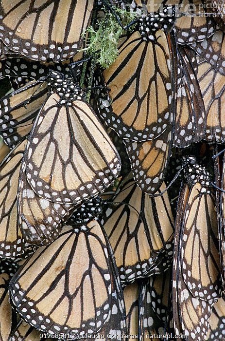 Stock photo of Hibernating Monarch butterflies (Danaus plexippus) El ...
