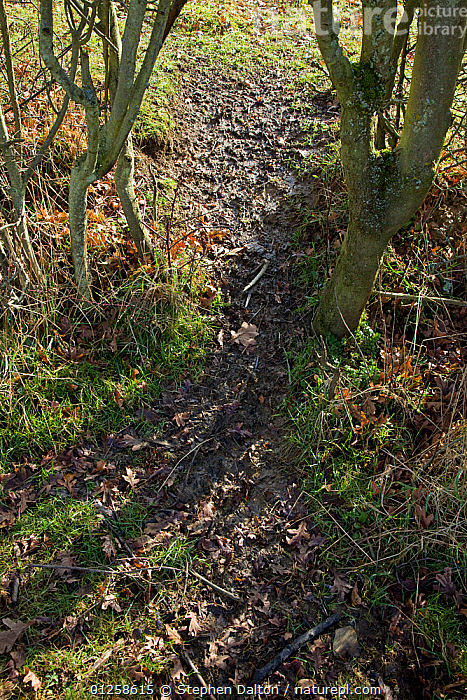 Stock photo of Fallow deer (Dama dama) track through hedge, UK ...