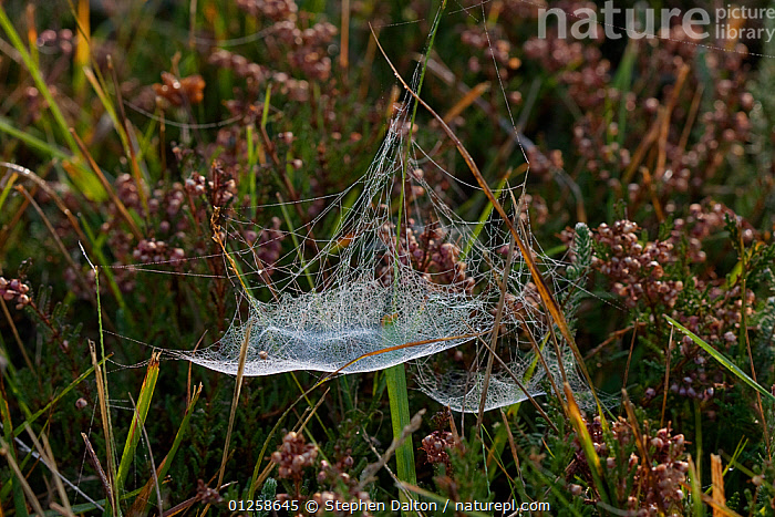 Stock photo of Hammock spider web of a Money spider (Linyphiidsae) on ...