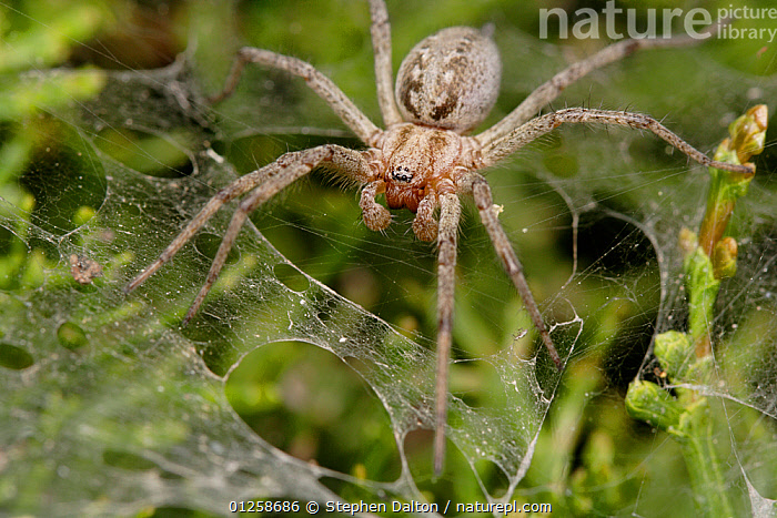 Stock photo of Labyrinth spider (Agelena labyrinthica) on web, Cyprus ...