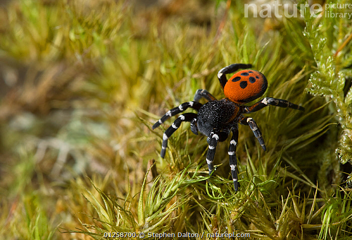 Ladybird Spider Stock Photo Of Ladybird Spider (Eresus
