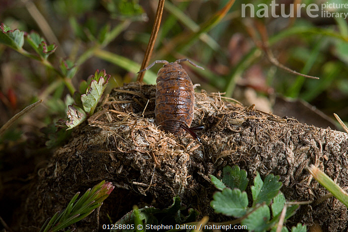 Stock photo of Purse-web spider (Atypus affinis) catching woodlouse ...