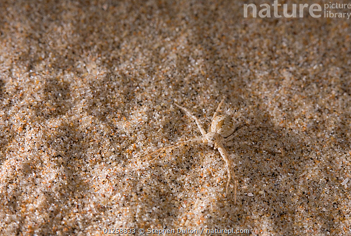 Stock photo of Running crab spider (Philodromus fallax) camouflaged on ...