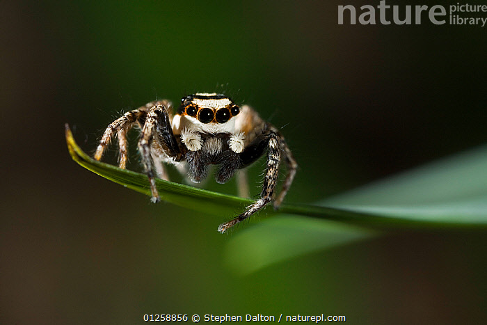 Stock photo of Pantropical jumping spider (Plexippus paykulli) Costa ...