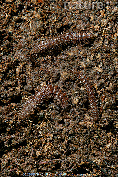 Stock photo of Three Millipedes (Polydesmus sp) in soil, UK. Available ...