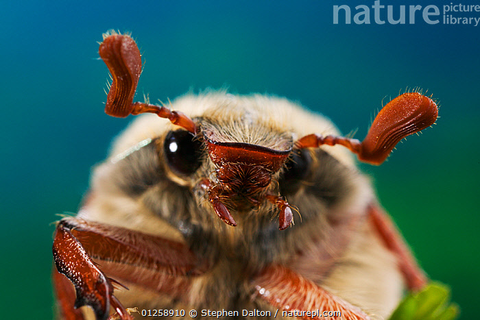 Stock photo of Common Cockchafer / Maybug {Melolontha melolontha ...
