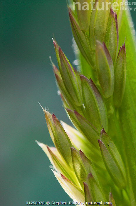 Stock photo of Yorkshire fog {Holcus lanatus} grass seed spikelets, UK ...
