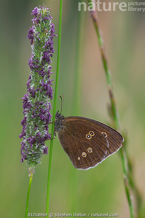 Stock photo of Ringlet butterfly {Aphantopus hyperantus} on grass ...