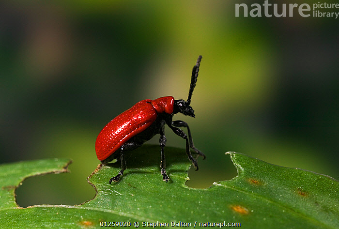 Stock photo of Scarlet lily leaf beetle {Lilioceris lilii} feeding on ...