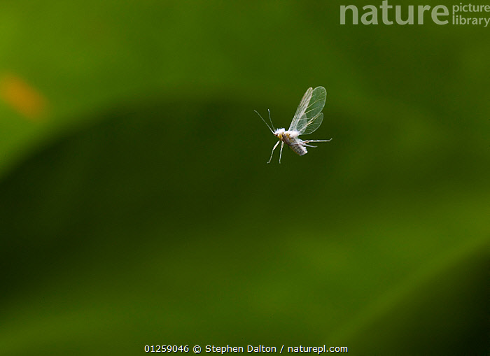 Stock photo of Woolly aphid {Aphioidea} in flight, UK. Available for ...