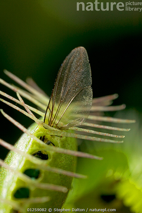 Stock photo of Fly trapped in Venus flytrap {Dionaea muscipula ...
